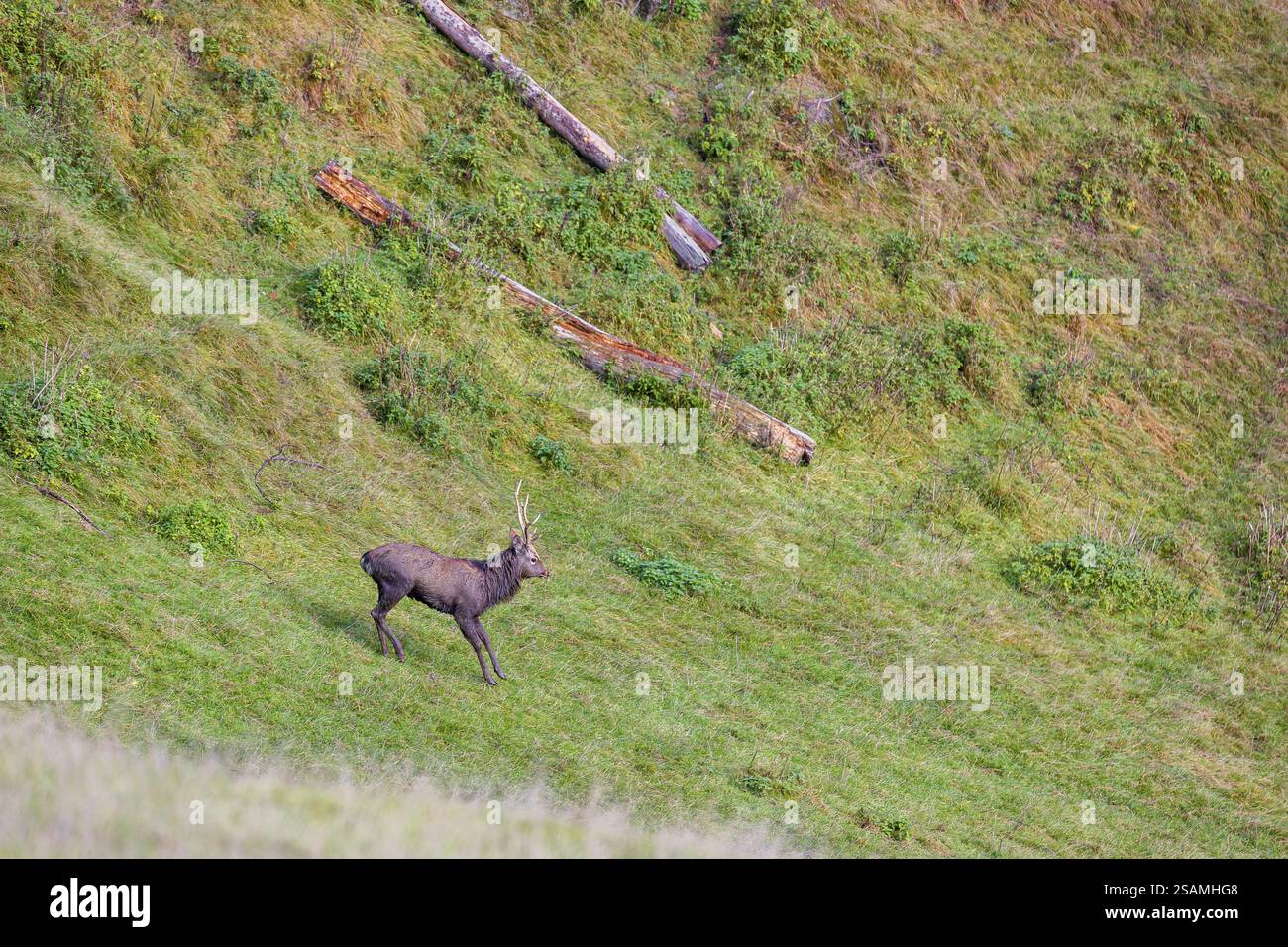 A male Japanese sika deer (Cervus nippon nippon) runs across a meadow ...