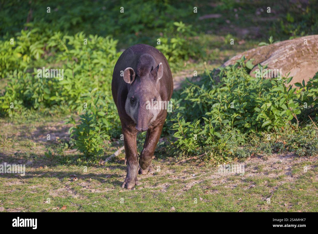 A female South American tapir (Tapirus terrestris) runs through the ...