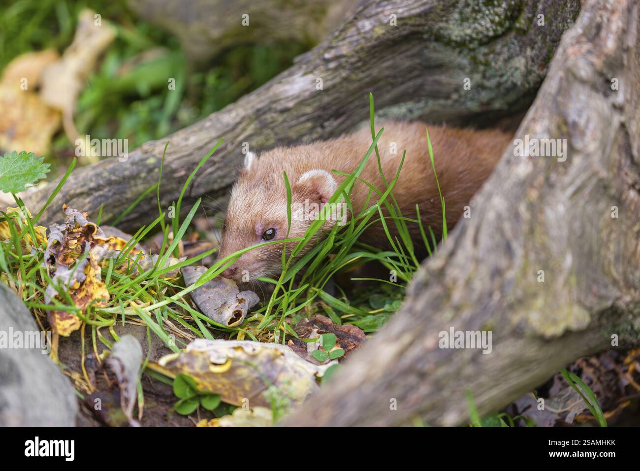 A male ferret (Mustela putorius furo) stands between dead roots of ...