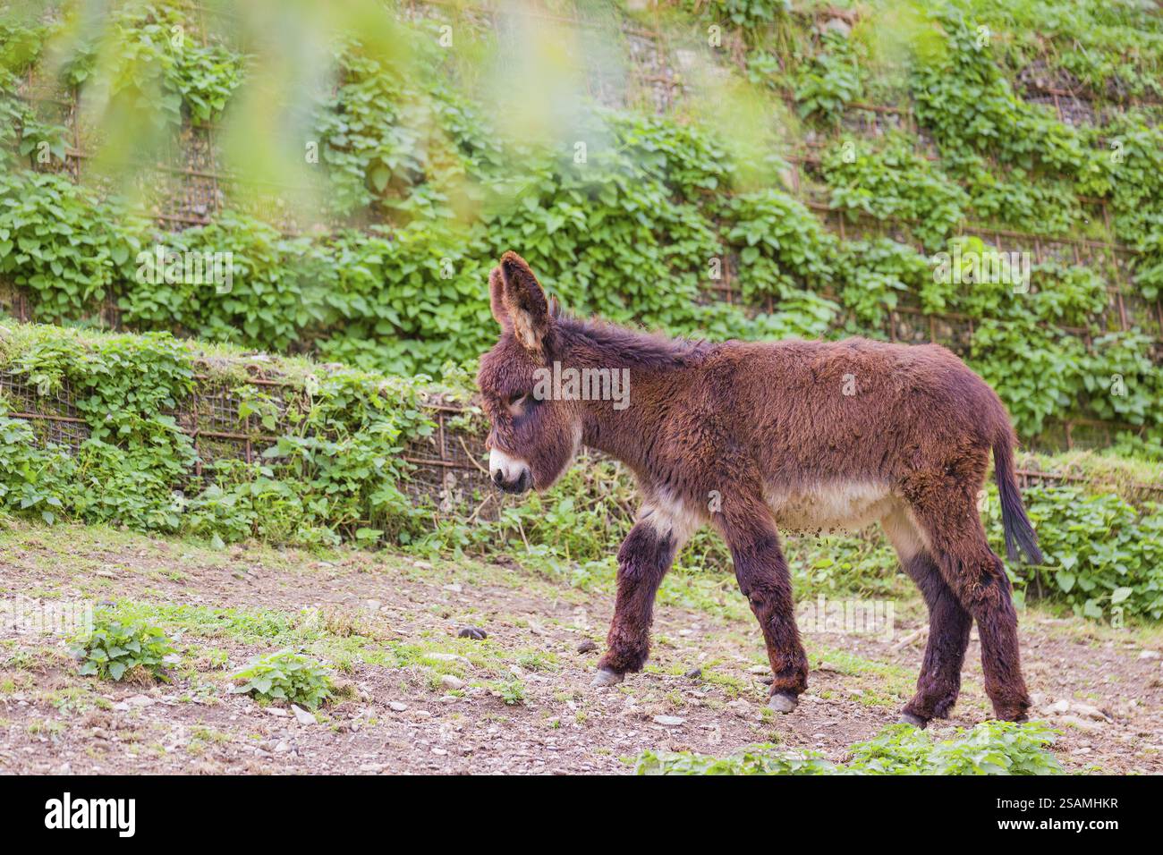 A young domestic donkey, Equus (africanus) asinus crosses a green ...