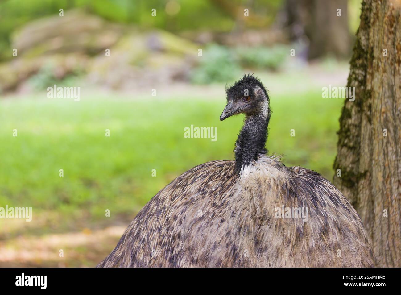 Portrait of an emu, Dromalus novaehollandiae, on a green meadow Stock ...