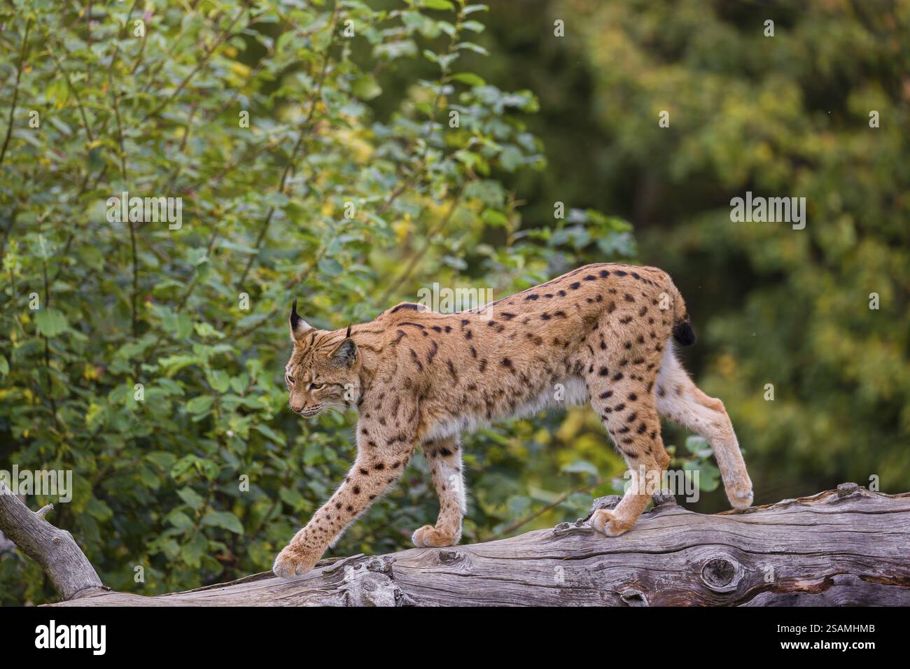 A Eurasian lynx (Lynx lynx) runs down a dead tree lying at an angle ...