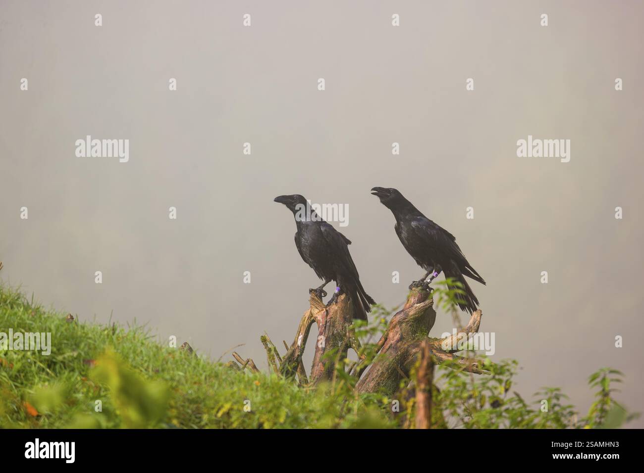 Two common ravens (Corvus corax) sitting on a rotting root of a fallen ...