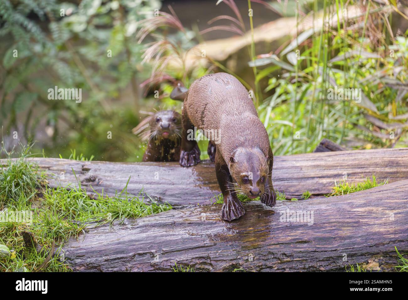 Two giant otter or giant river otter (Pteronura brasiliensis) run and ...