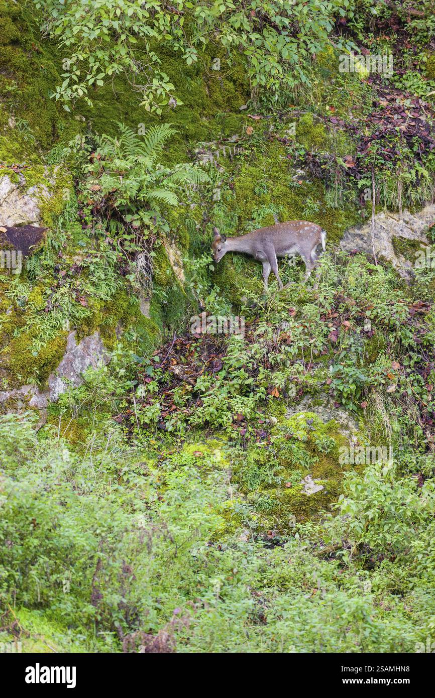 A Japanese sika deer doe (Cervus nippon nippon) stands on a very steep ...
