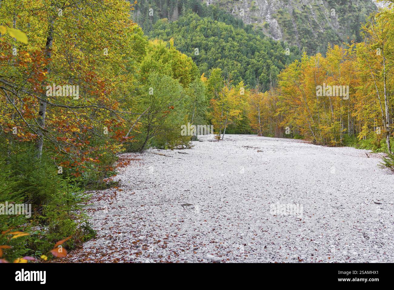 Typical debris flow in the Roell. The forest is in full fall colors ...