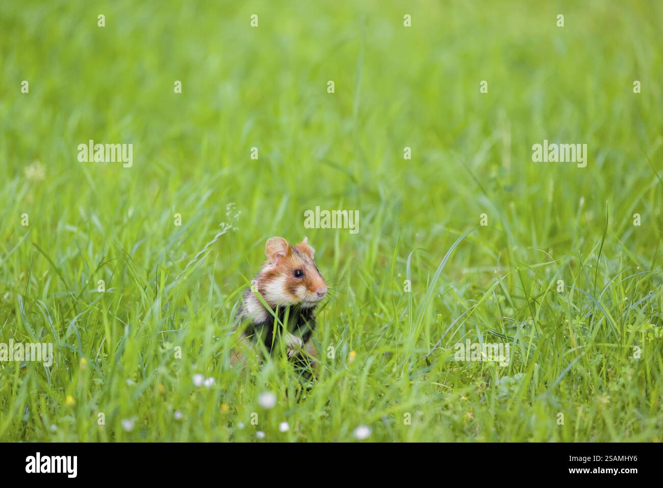 A European hamster (Cricetus cricetus), Eurasian hamster, black-bellied ...