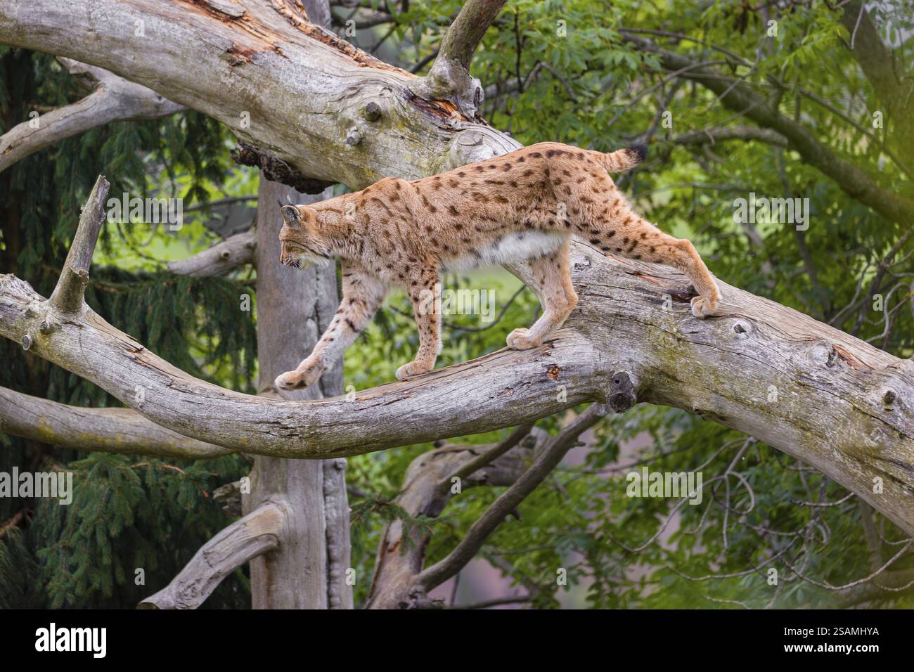 A Eurasian lynx (Lynx lynx) runs up a dead tree lying at an angle Stock ...