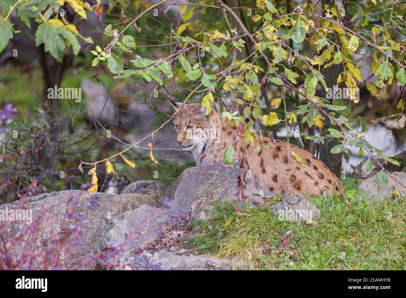 A Eurasian lynx (Lynx lynx) sits on a rock under a bush Stock Photo - Alamy