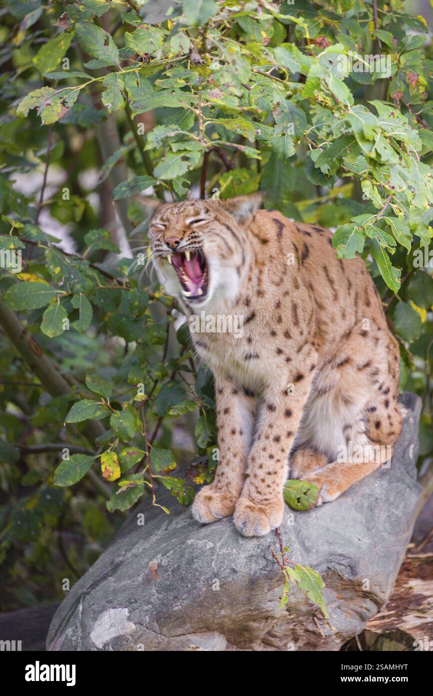 A Eurasian lynx (Lynx lynx) sits on a rock under a bush Stock Photo - Alamy