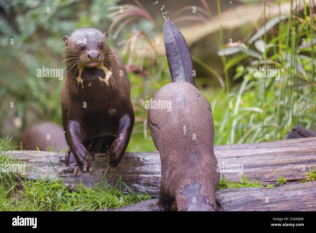 Two giant otter or giant river otter (Pteronura brasiliensis) run and ...