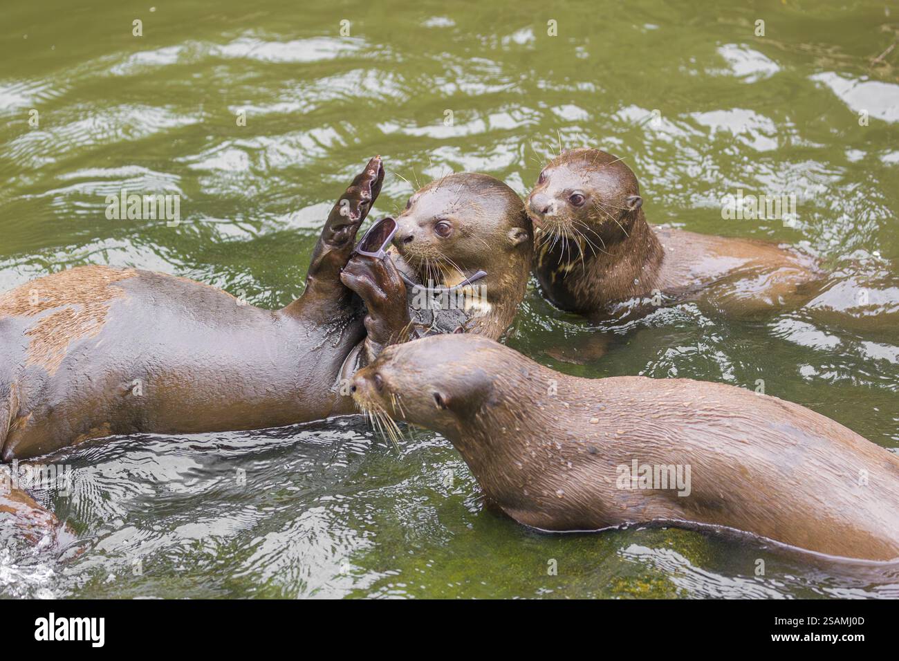 A family of giant otter or giant river otter (Pteronura brasiliensis ...