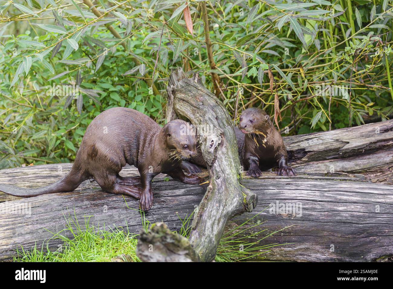Two giant otter or giant river otter (Pteronura brasiliensis) play on a mossy rotten tree lying ...