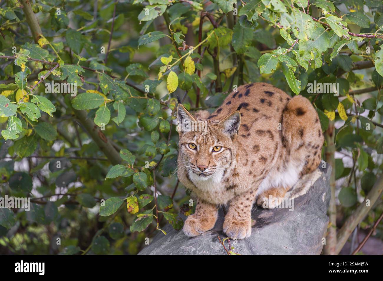 A Eurasian lynx (Lynx lynx) sits on a rock under a bush Stock Photo - Alamy