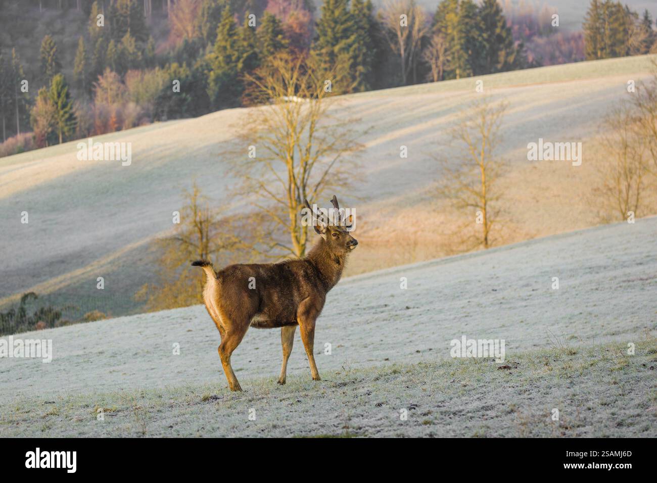 A sambar deer (Rusa unicolor), standing on a frozen meadow in the early ...