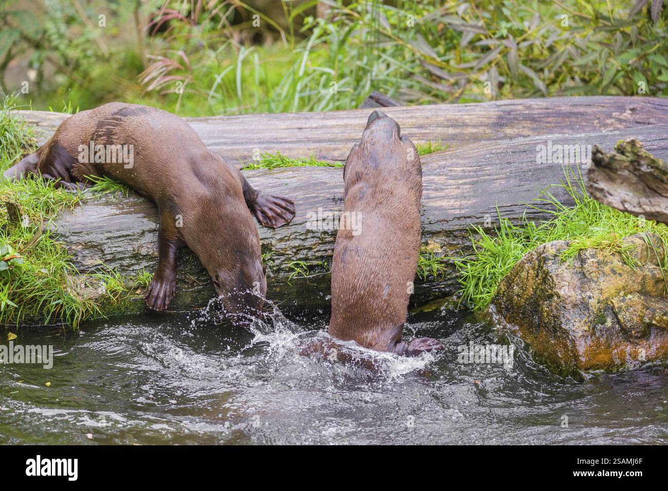 Two giant otter or giant river otter (Pteronura brasiliensis) play on a mossy rotten tree lying ...