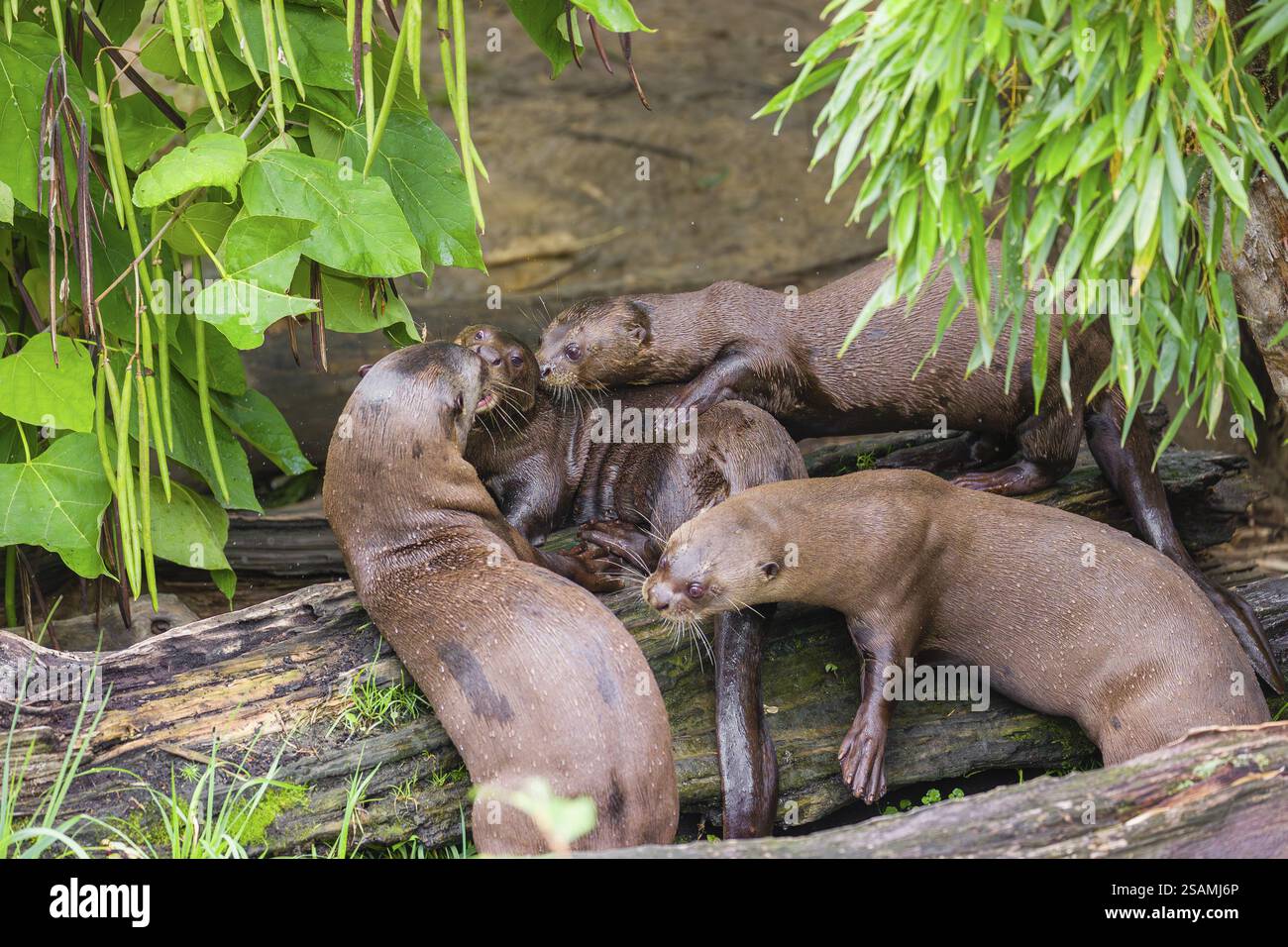 A family of giant otter or giant river otter (Pteronura brasiliensis ...