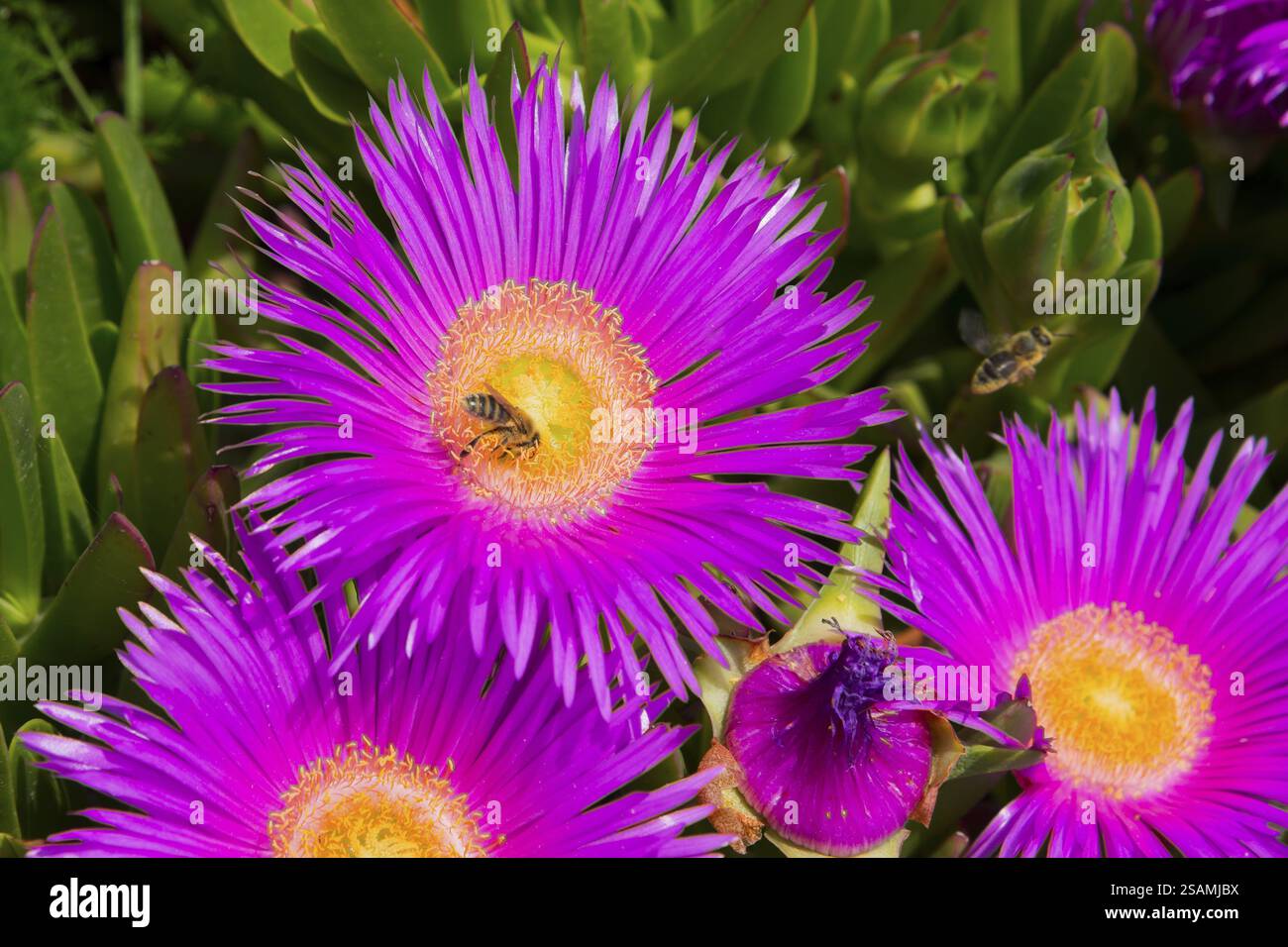Purple flowers with yellow centres in full bloom, surrounded by green ...