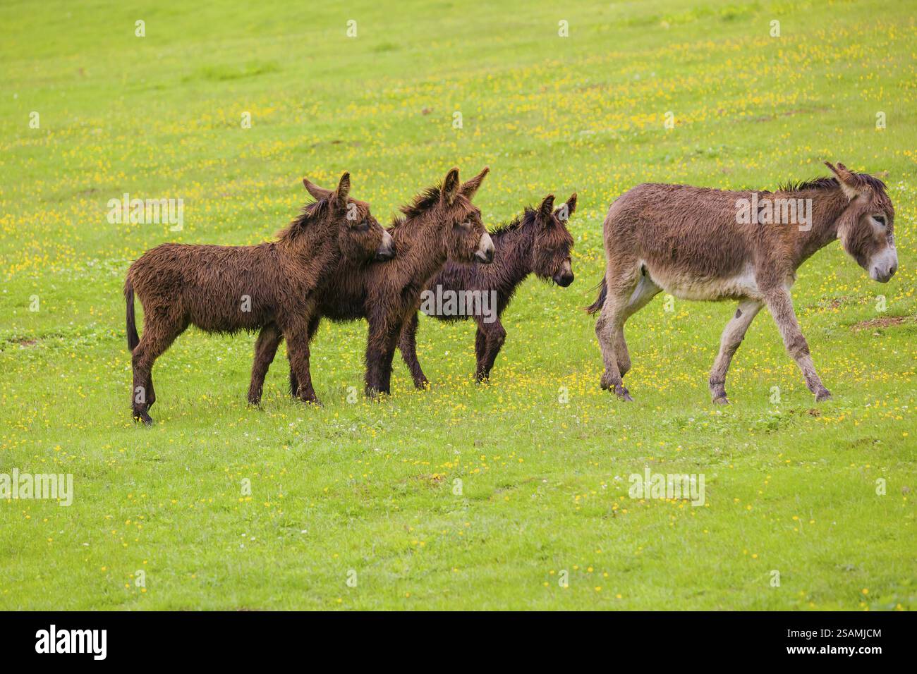 Three mixed breed donkey foals walk side by side to a bad tempered ...