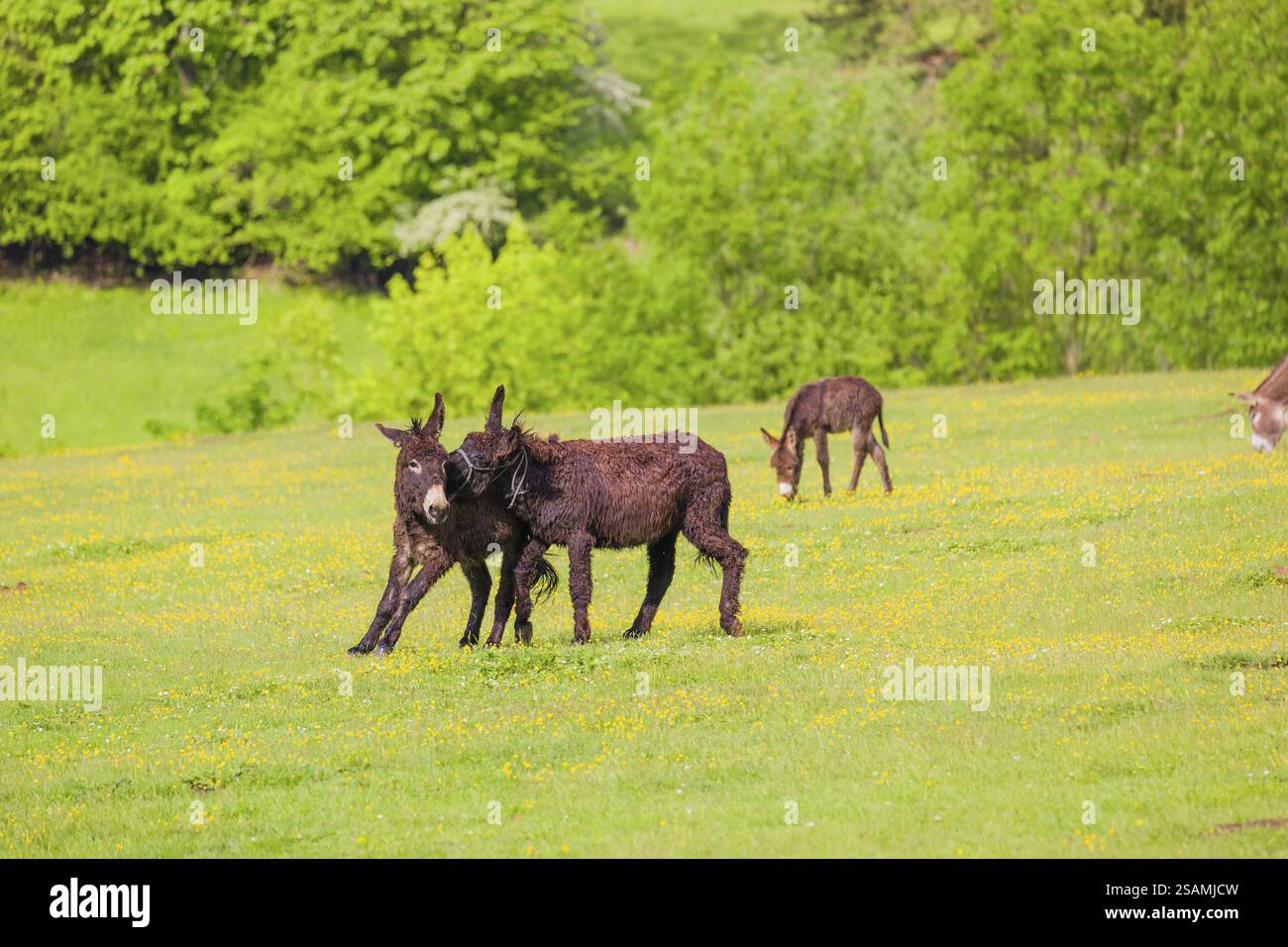 Two mixed breed donkey stallions fight Stock Photo - Alamy