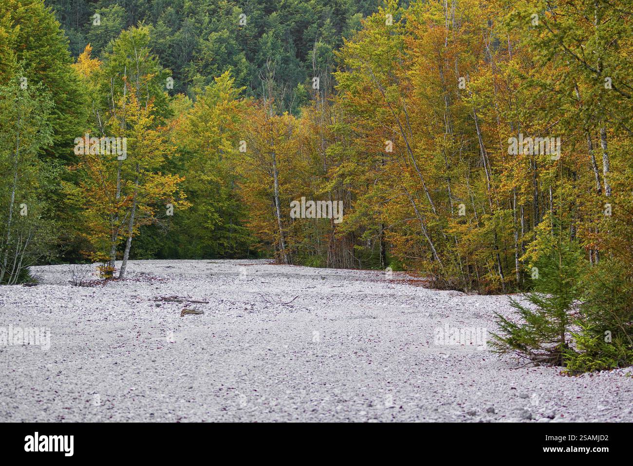 Typical debris flow in the Roell. The forest is in full fall colors ...