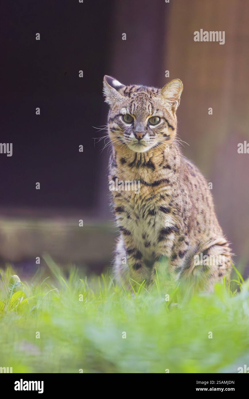 Portrait of a Geoffroy's cat (Leopardus geoffroyi Stock Photo - Alamy