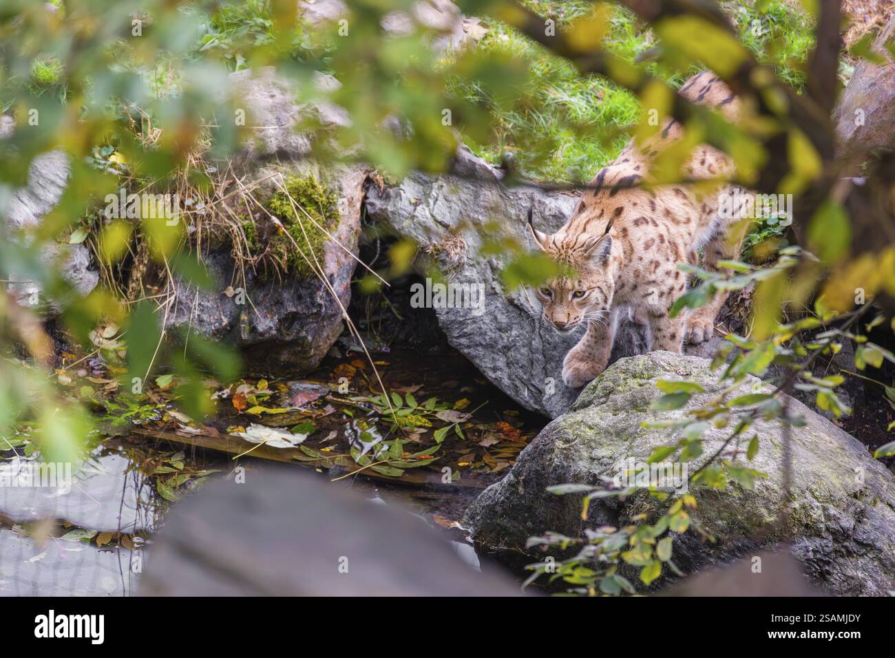 A Eurasian lynx (Lynx lynx) stands hidden in the bushes between rocks ...