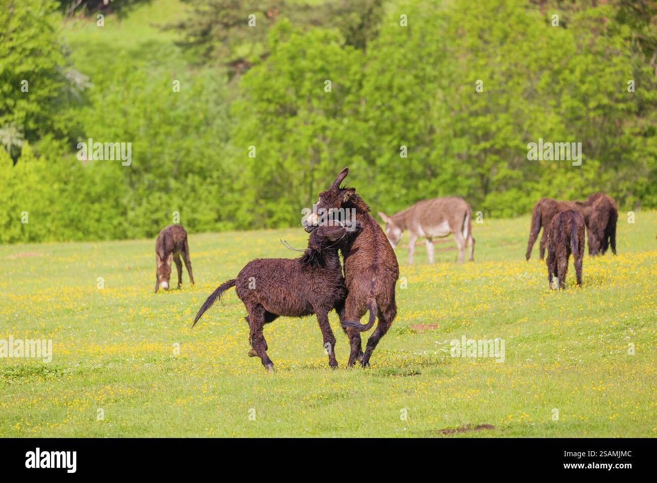 Two mixed breed donkey stallions fight Stock Photo - Alamy