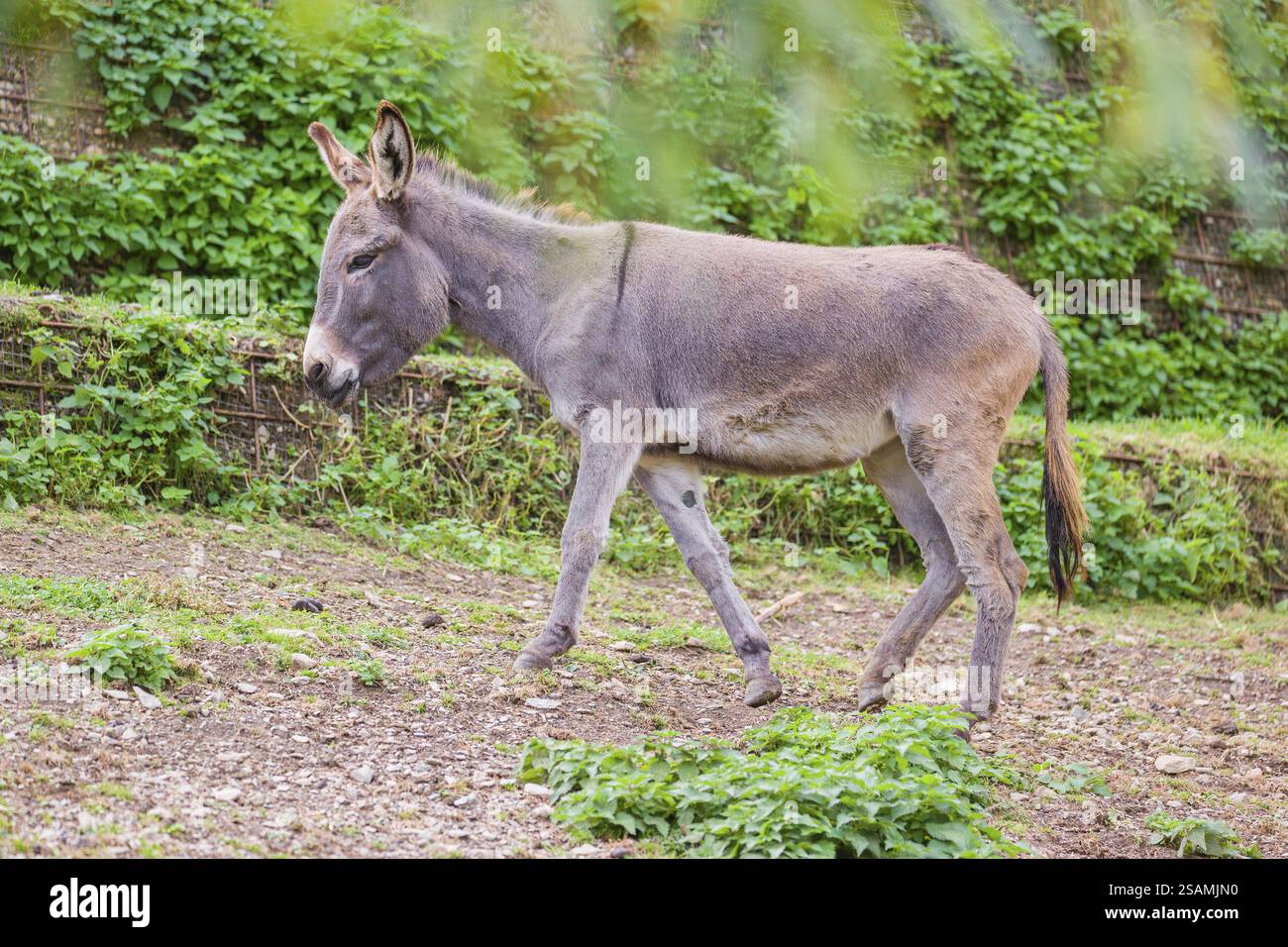 A grey domestic donkey, Equus (africanus) asinus crosses a paddock Stock Photo - Alamy
