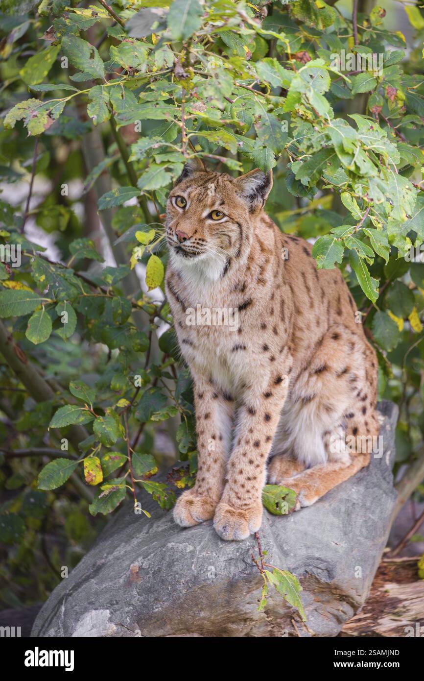 A Eurasian lynx (Lynx lynx) sits on a rock under a bush Stock Photo - Alamy