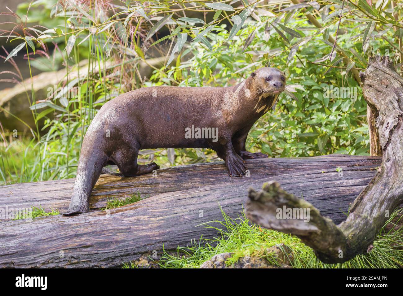 A giant otter or giant river otter (Pteronura brasiliensis) stands on a rotten tree lying on a ...