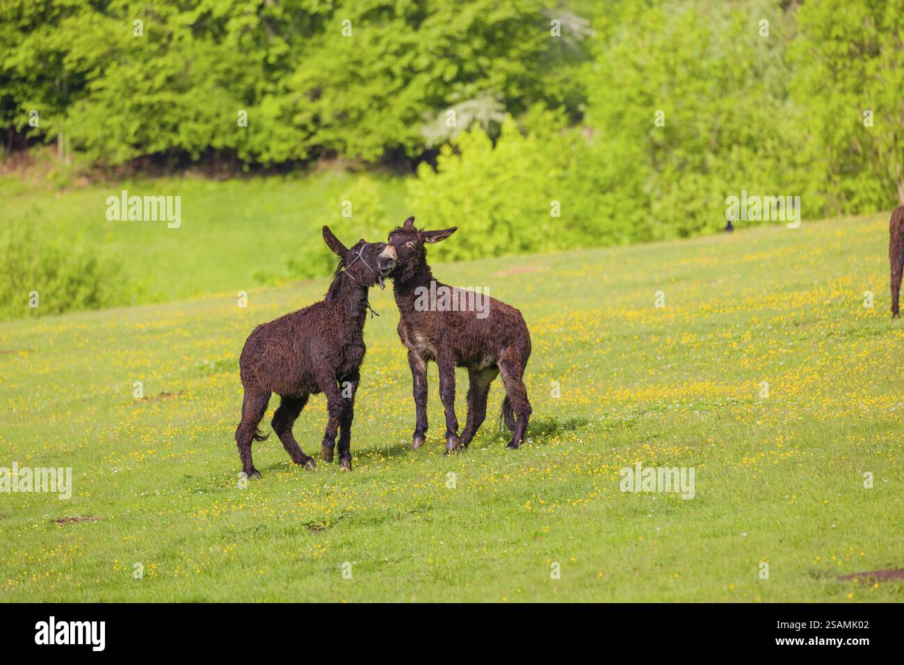 Two mixed breed donkey stallions fight Stock Photo - Alamy