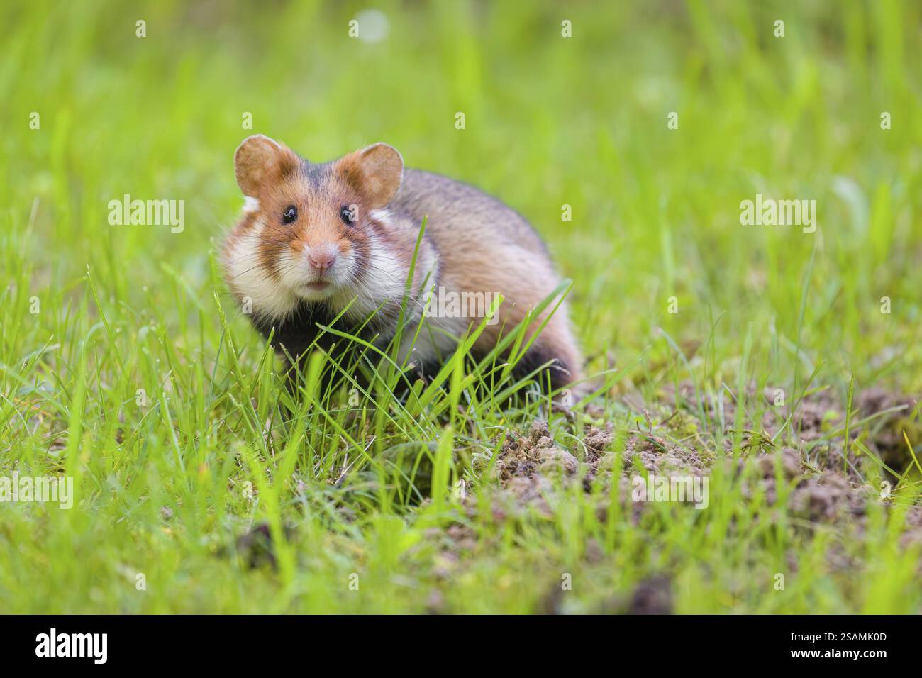 A European hamster (Cricetus cricetus), Eurasian hamster, black-bellied ...