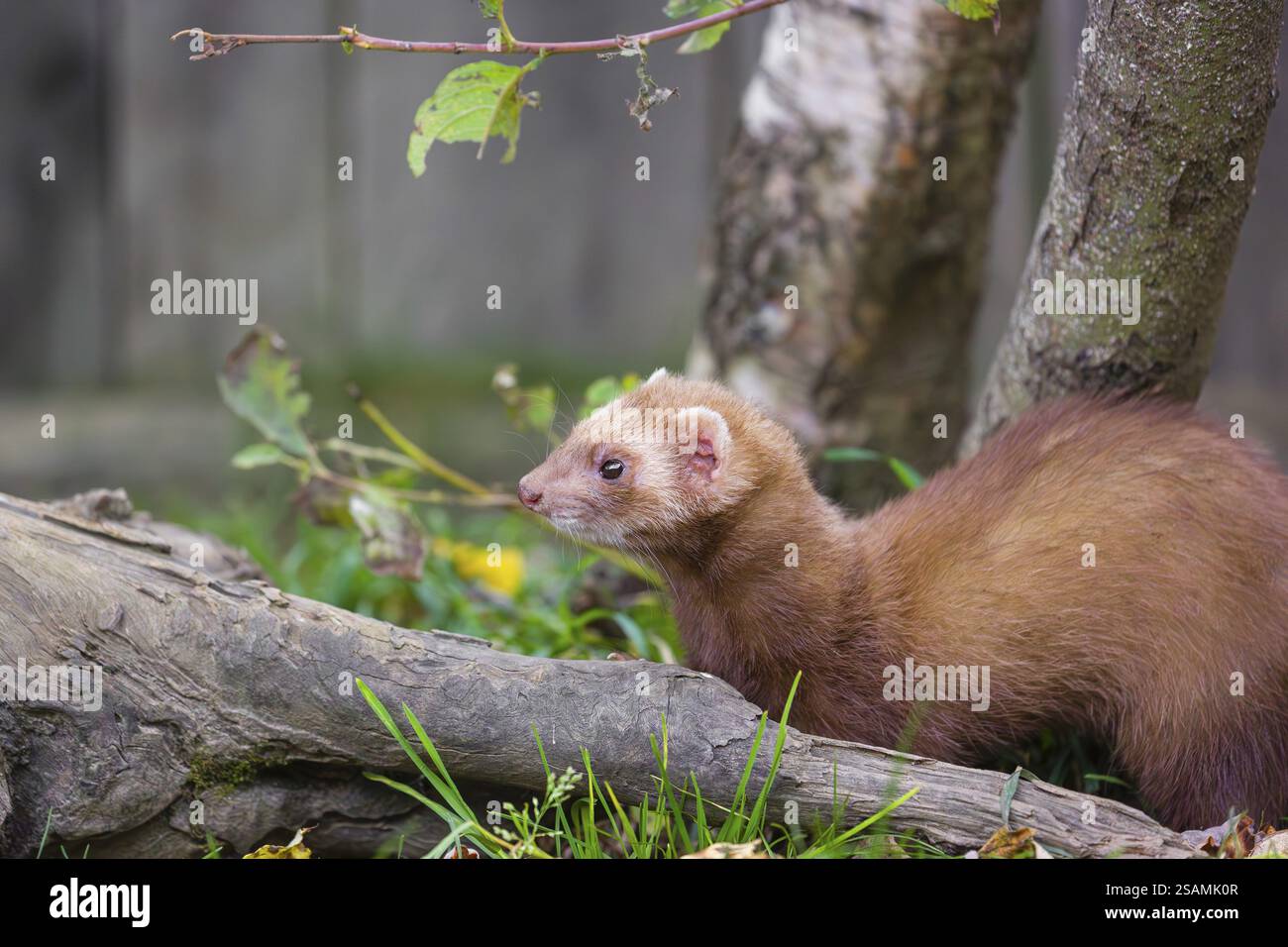 A male ferret (Mustela putorius furo) stands between dead trunks of ...