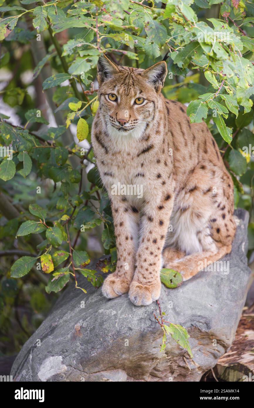 A Eurasian lynx (Lynx lynx) sits on a rock under a bush Stock Photo - Alamy