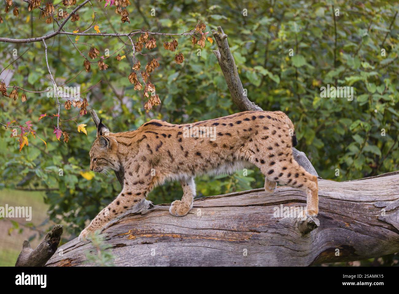 A Eurasian lynx (Lynx lynx) runs down a dead tree lying at an angle ...
