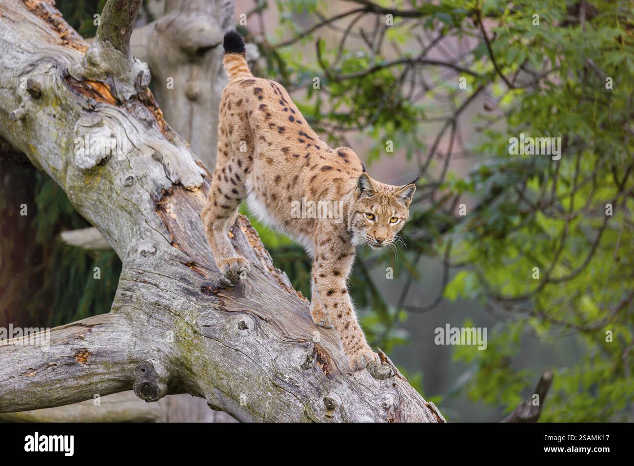 A Eurasian lynx (Lynx lynx) runs down a dead tree lying at an angle ...