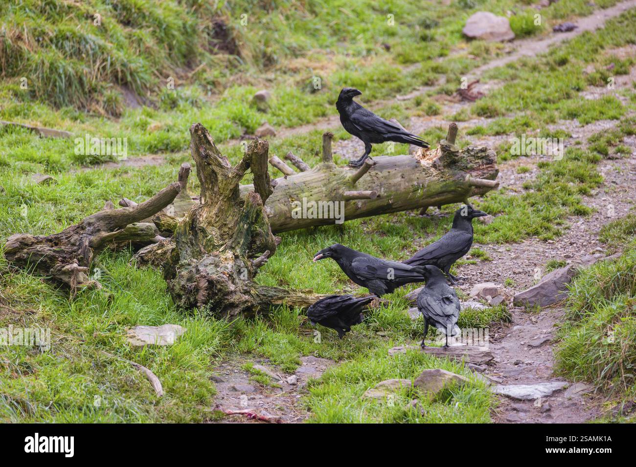 Five common ravens (Corvus corax) foraging in a wildlife park Stock ...