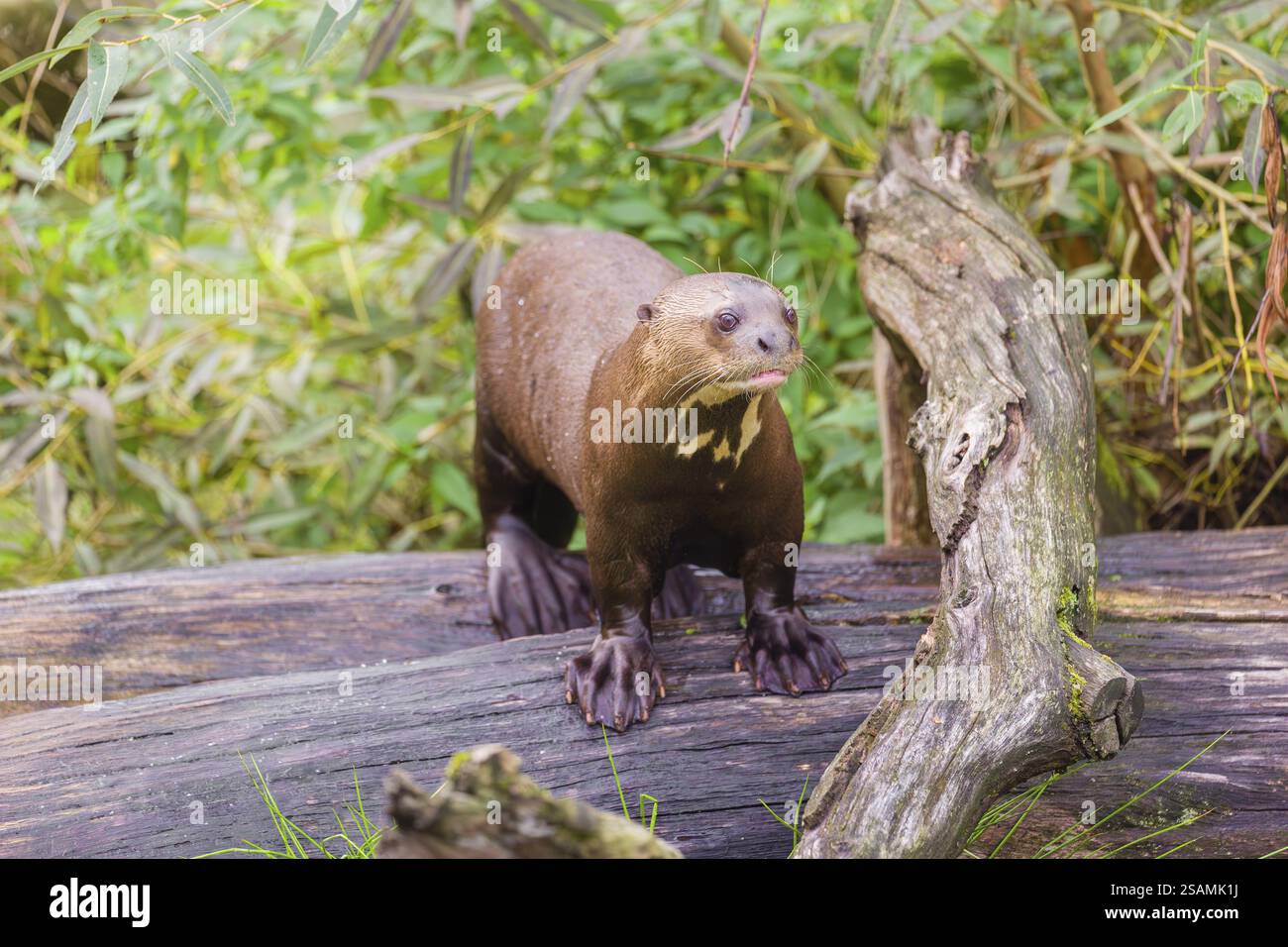 A giant otter or giant river otter (Pteronura brasiliensis) stands on a rotten tree lying on a ...