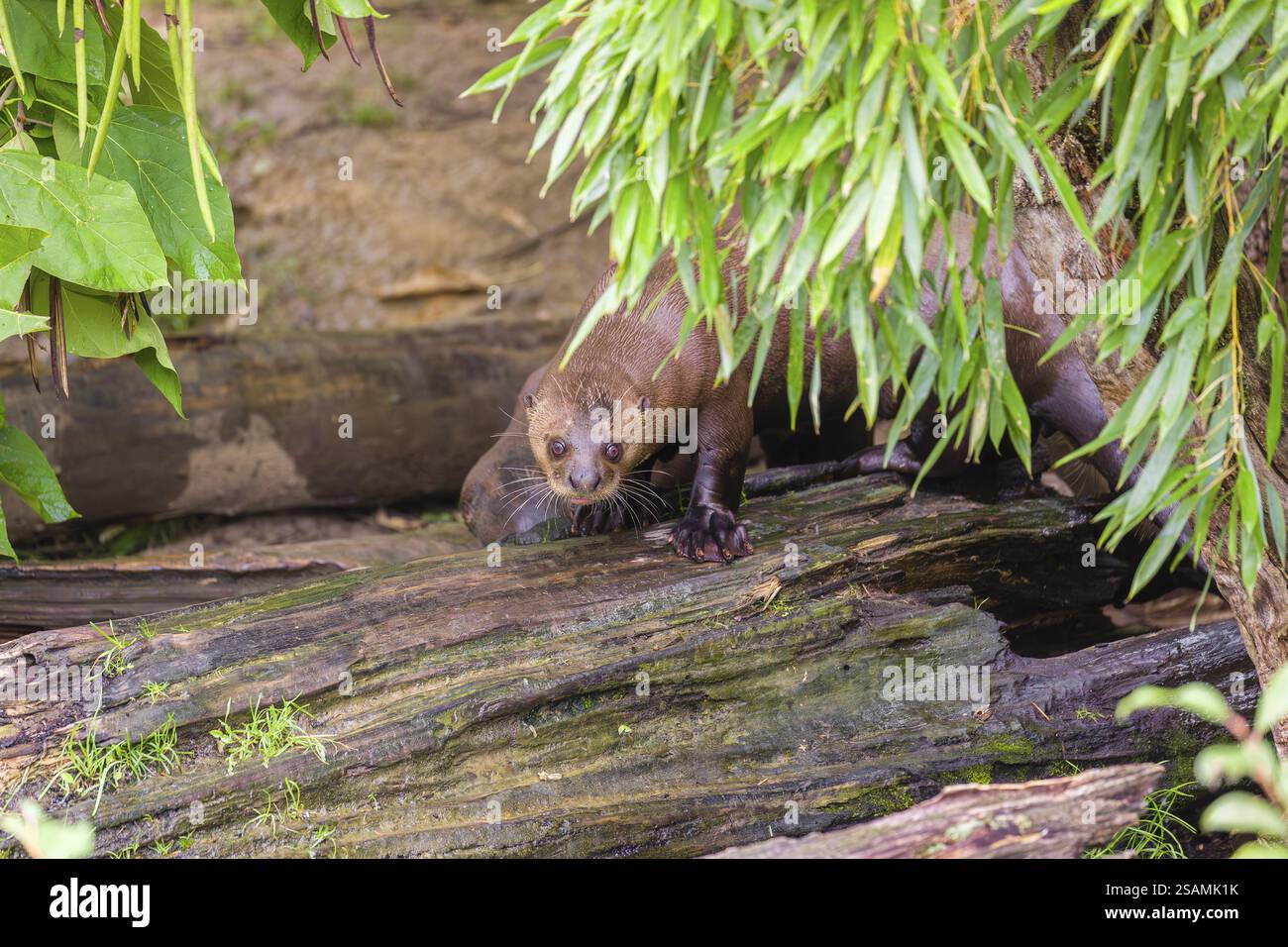 Two giant otter or giant river otter (Pteronura brasiliensis) stand on ...
