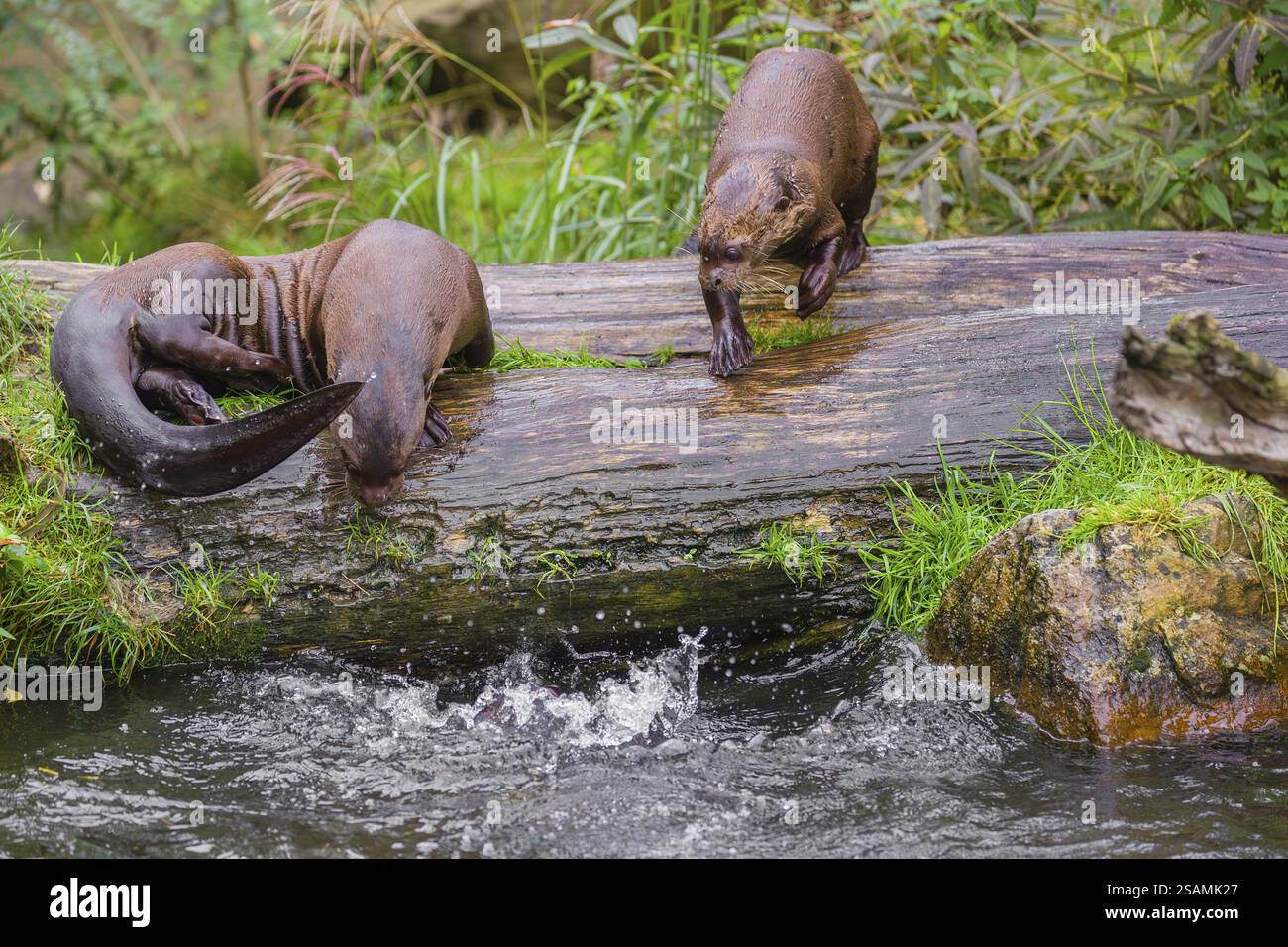Two giant otter or giant river otter (Pteronura brasiliensis) play on a ...