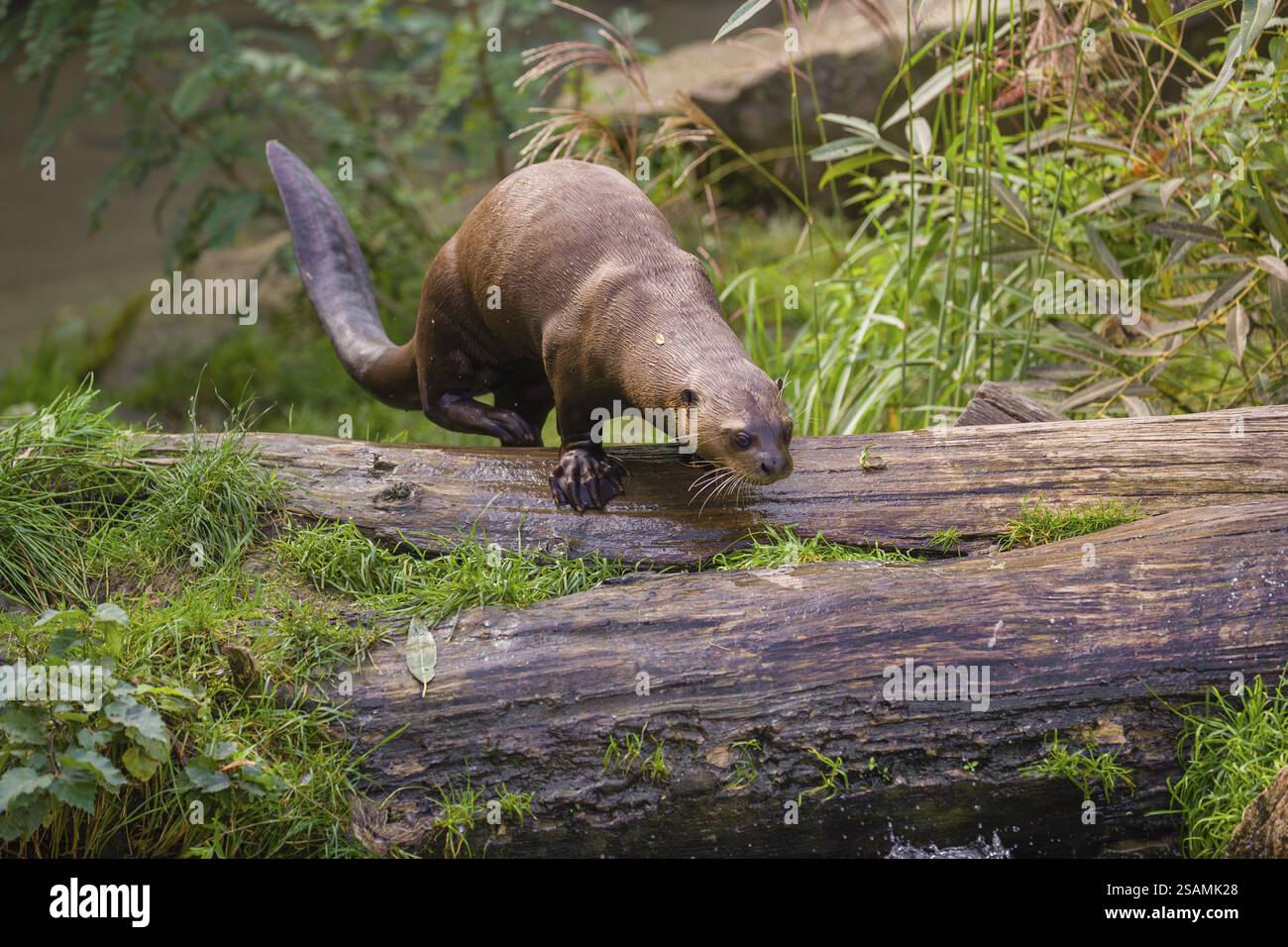 A giant otter or giant river otter (Pteronura brasiliensis) runs and ...