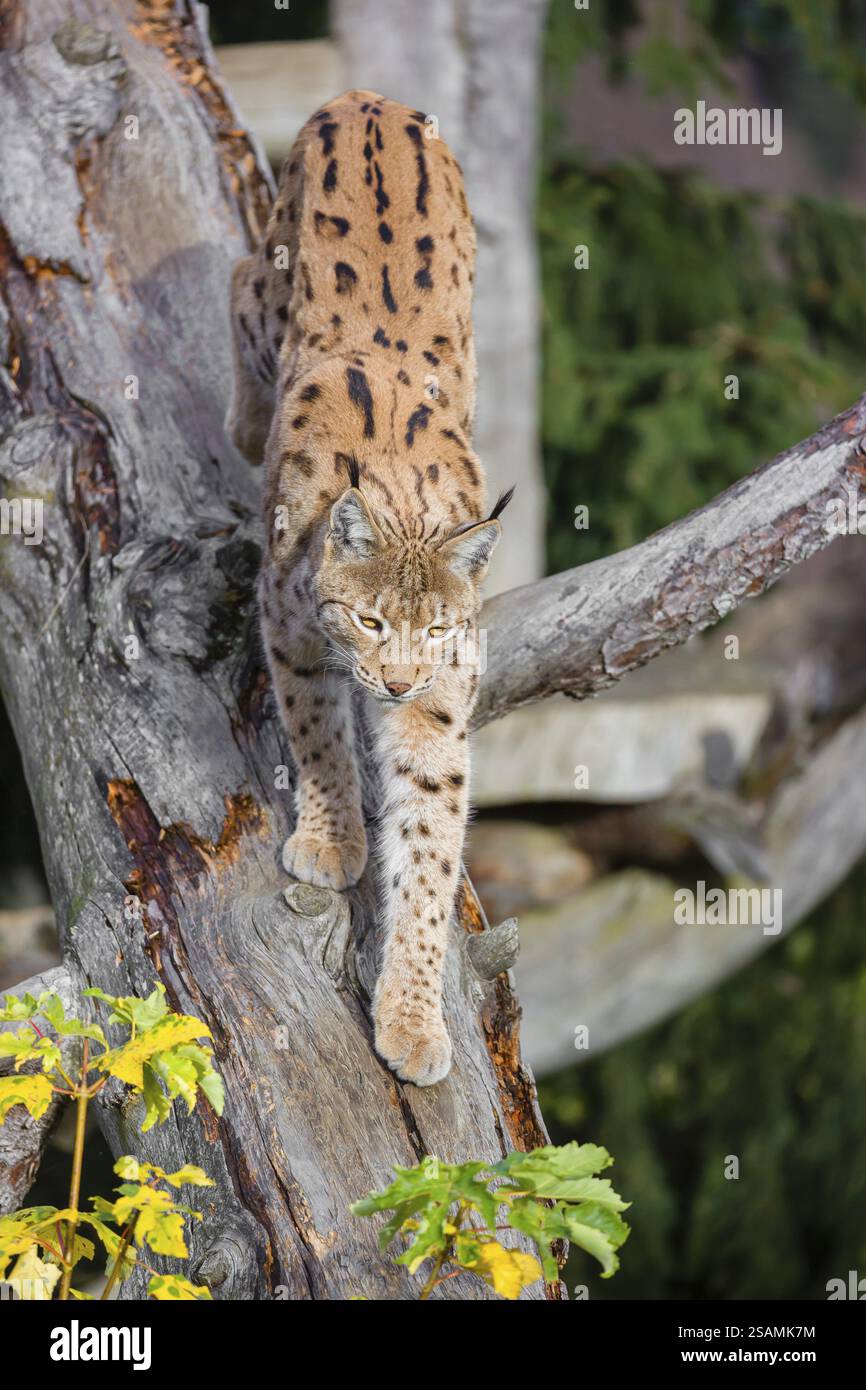 A Eurasian lynx (Lynx lynx) runs down a dead tree lying at an angle ...