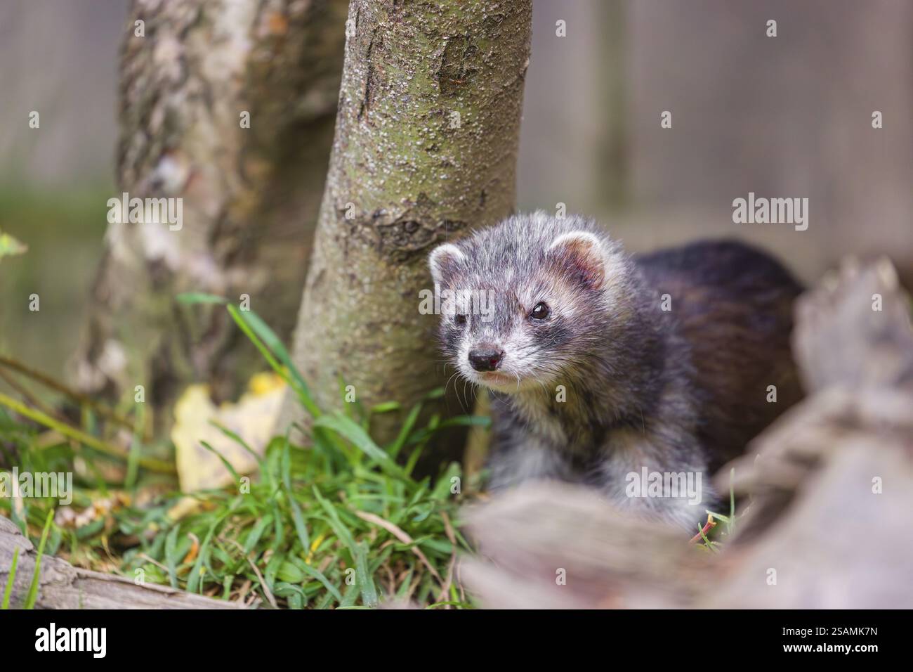 Young ferret standing hi-res stock photography and images - Alamy