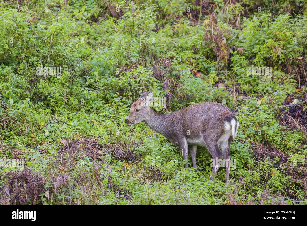 A Japanese sika deer doe (Cervus nippon nippon) stands on a steep slope ...
