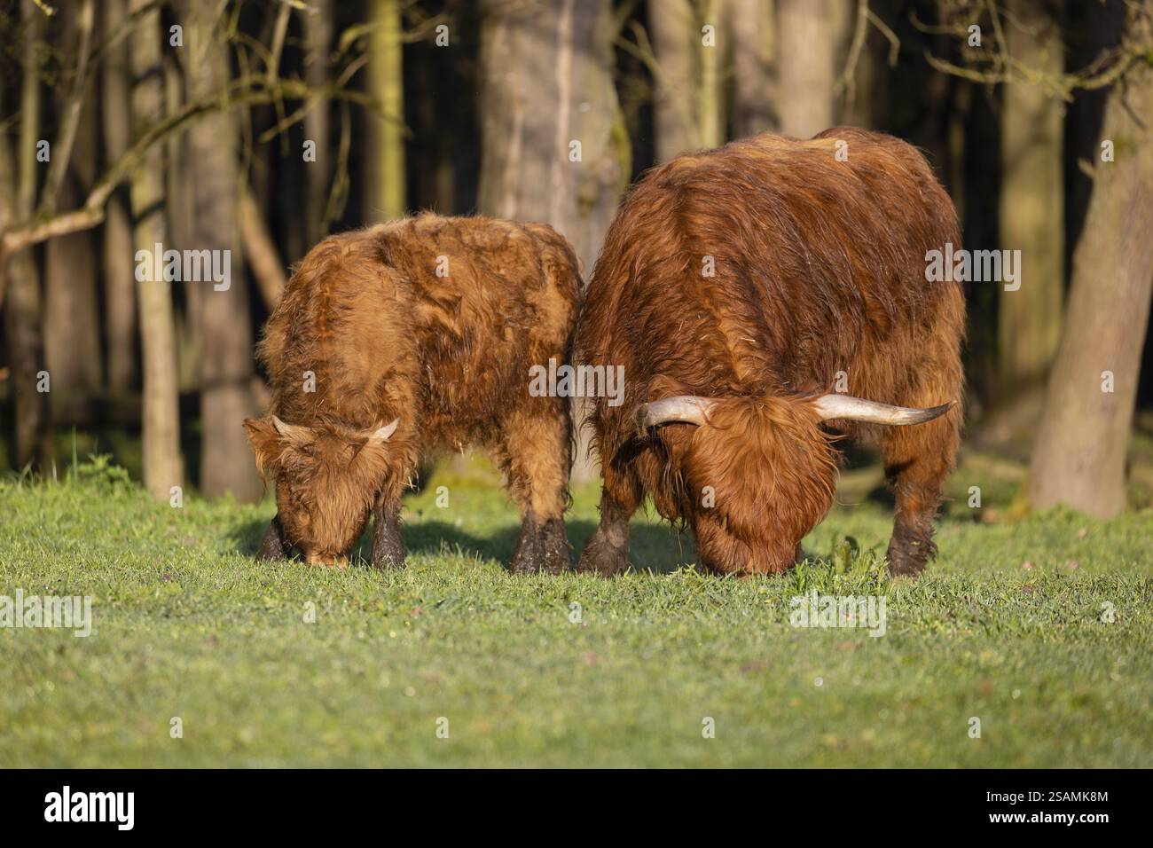 A highland cow (Bos primigenius taurus) and her calf standing side by ...