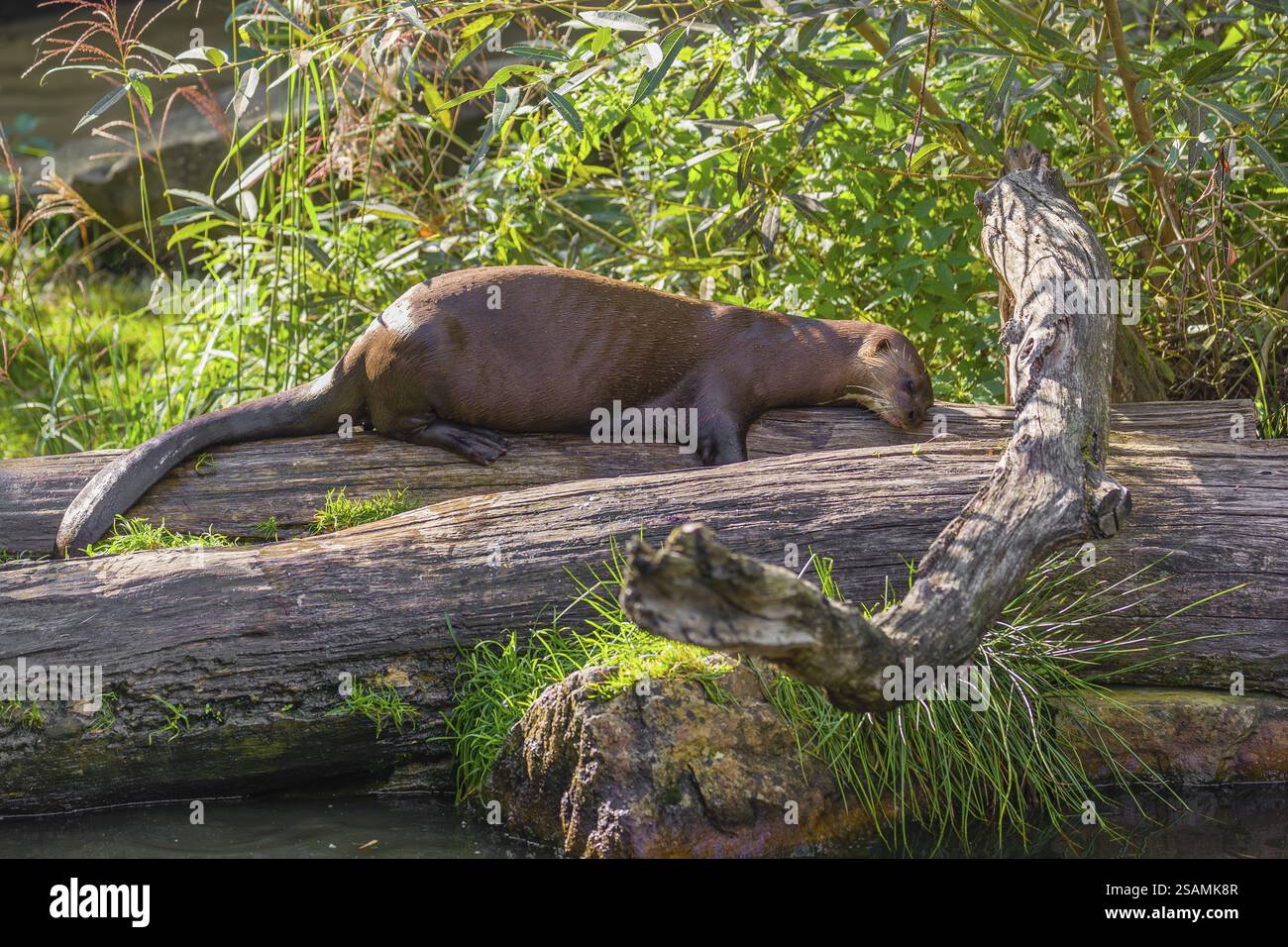 A giant otter or giant river otter (Pteronura brasiliensis) lies on a ...