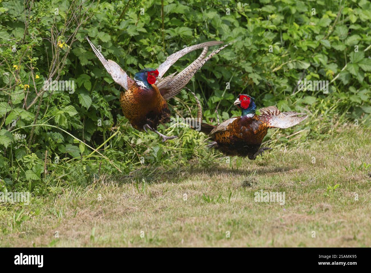 Common pheasant (Phasianus colchicus), Ring-necked pheasants two territorial cocks, males ...