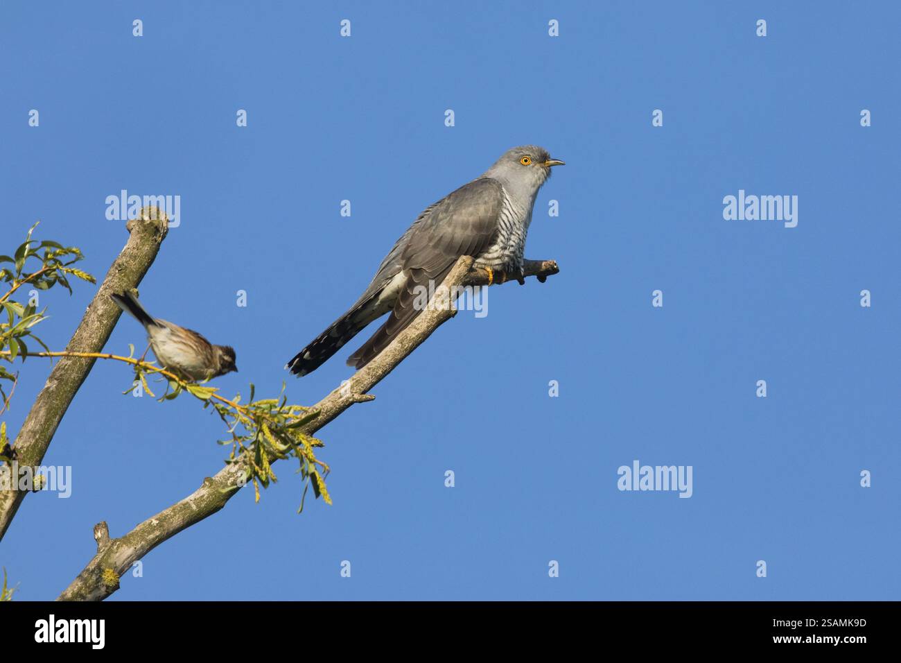 Common cuckoo (Cuculus canorus), male perched on a tree branch in ...