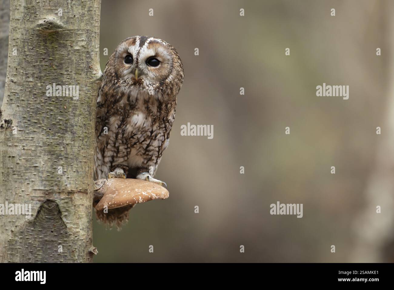 Tawny owl (Strix aluco) adult bird on a Bracket fungi on a Silver birch ...